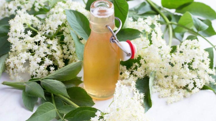 Дар од природата во служба на здравјето: Пијте чај од бозел за да го ...